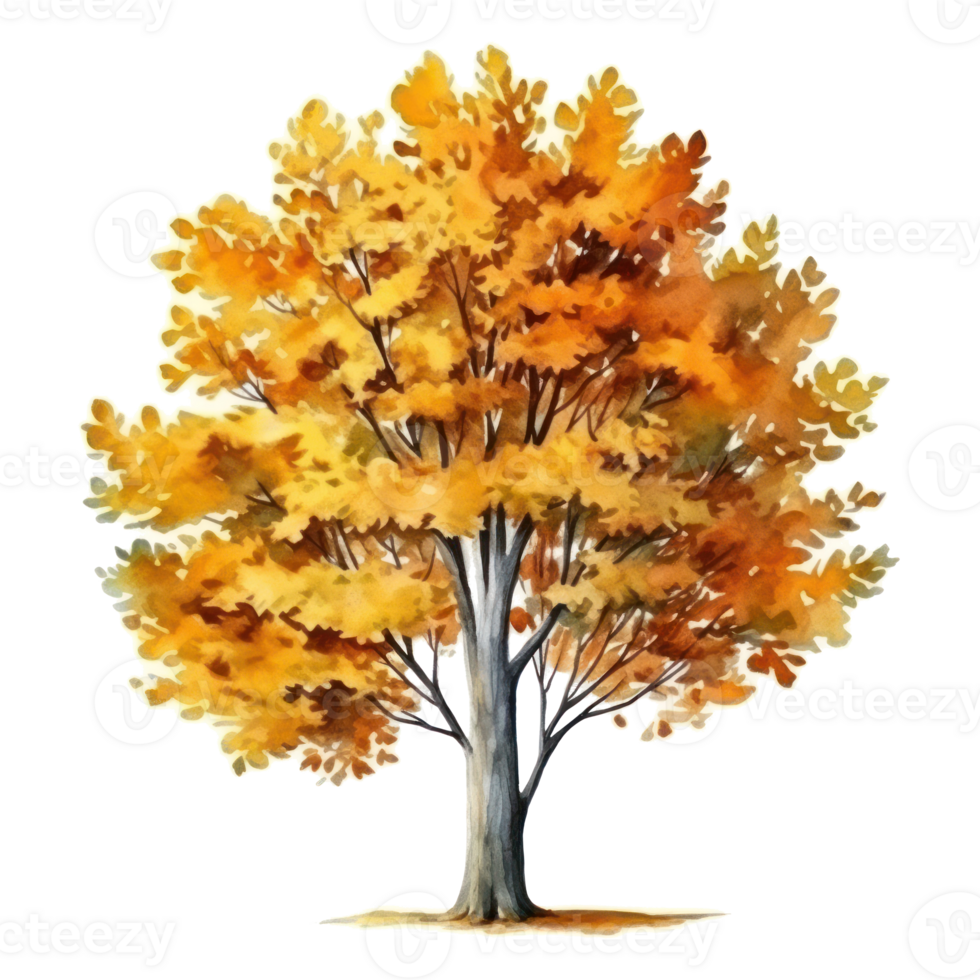 Watercolor autumn tree isolated 28283004 PNG