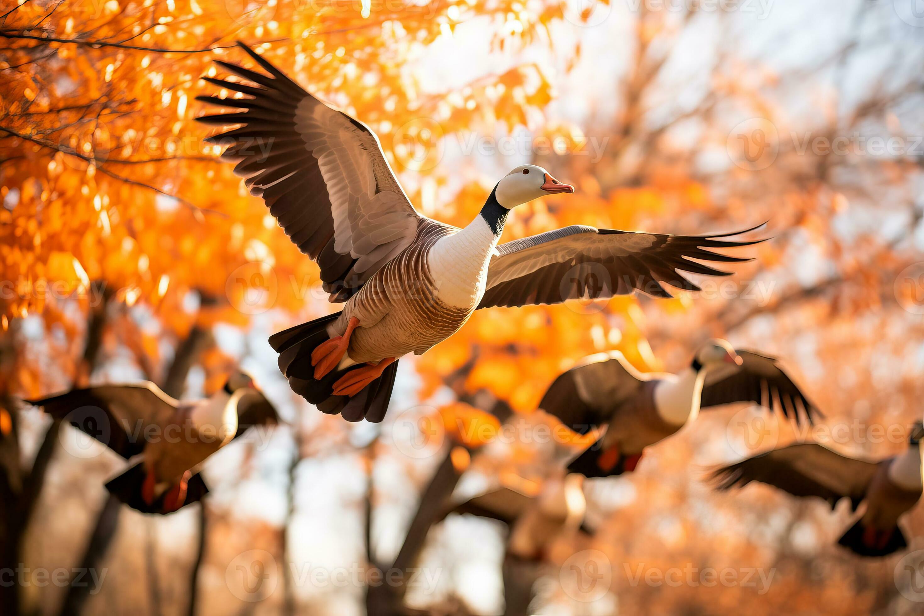 A flock of geese soaring above golden autumn leaves symbolizing the ...
