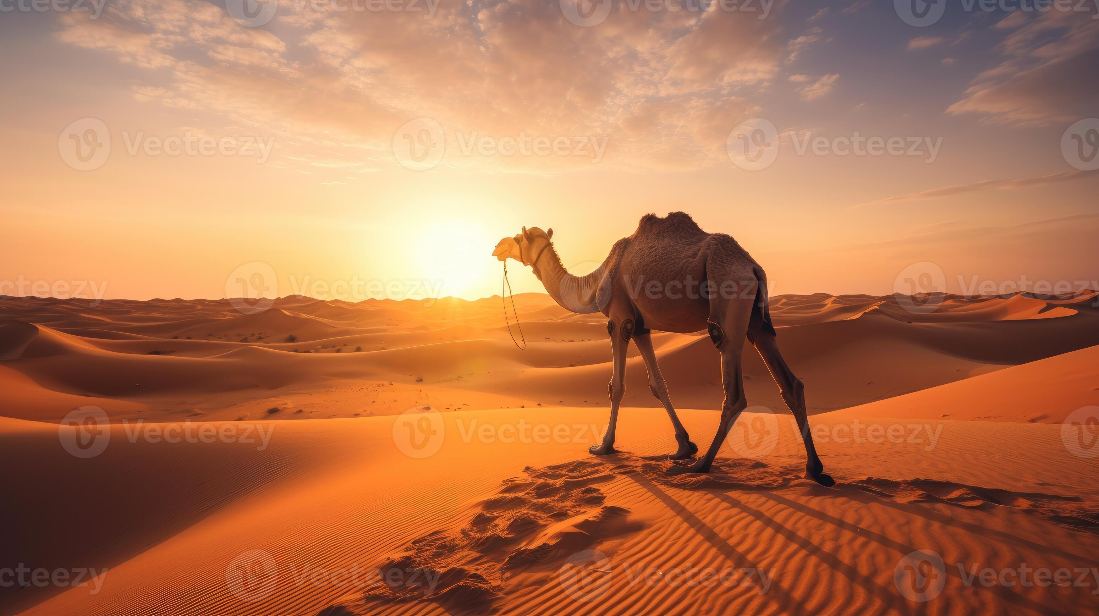 A camel in the desert Dubai, United Arab Emirates, beautiful sky at ...