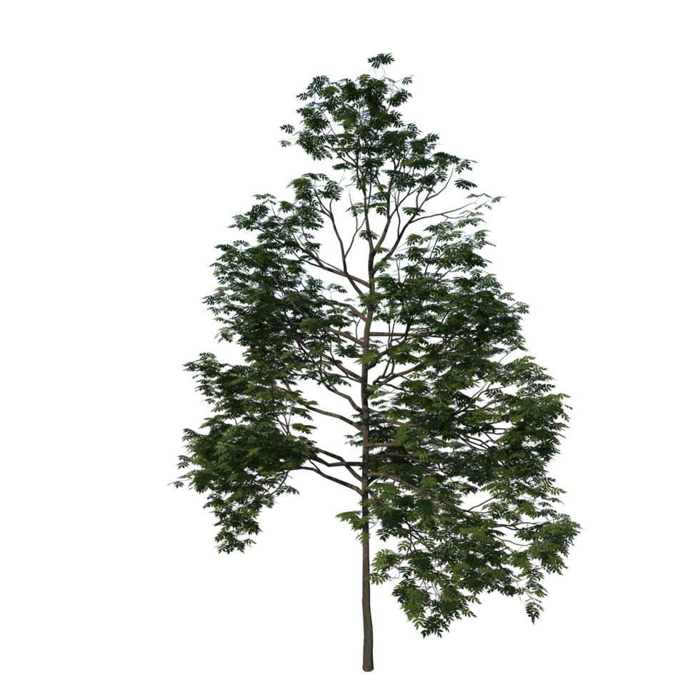 Tree without background high quality free download 28346386 PNG
