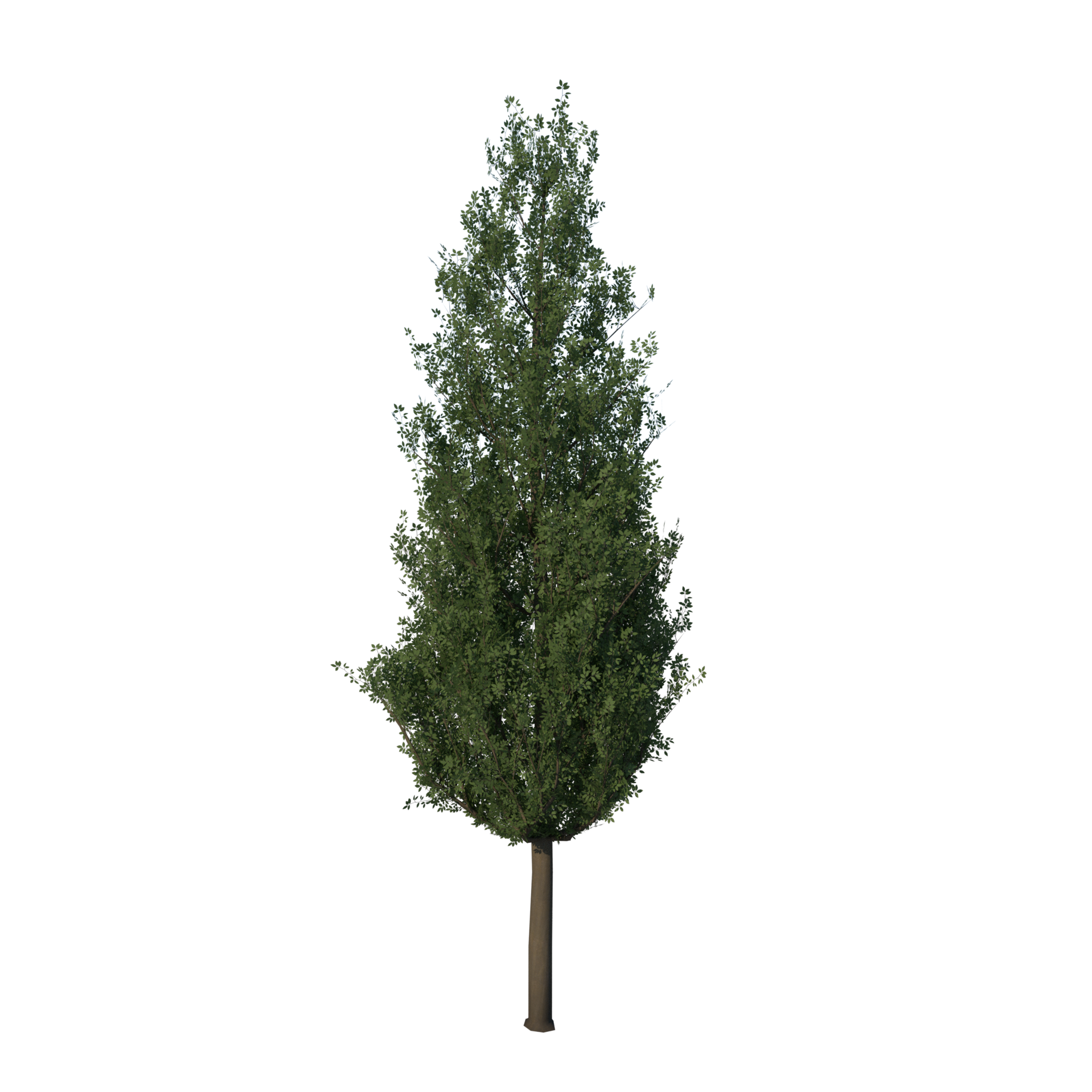Pine trees without background high quality free download 28346388 PNG Pine trees without background high quality free download 28346388 PNG