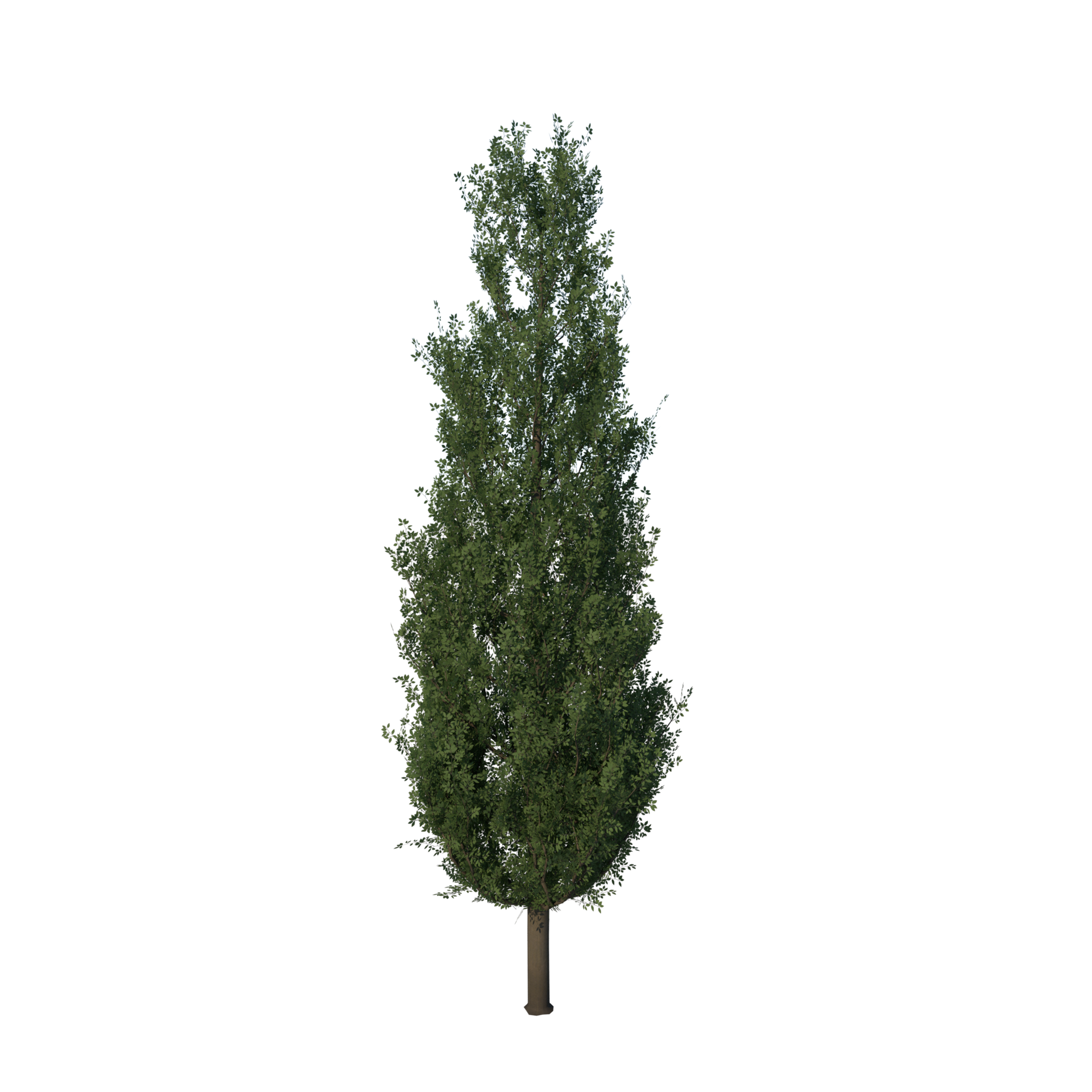 Pine trees without background high quality free download 28346390 PNG