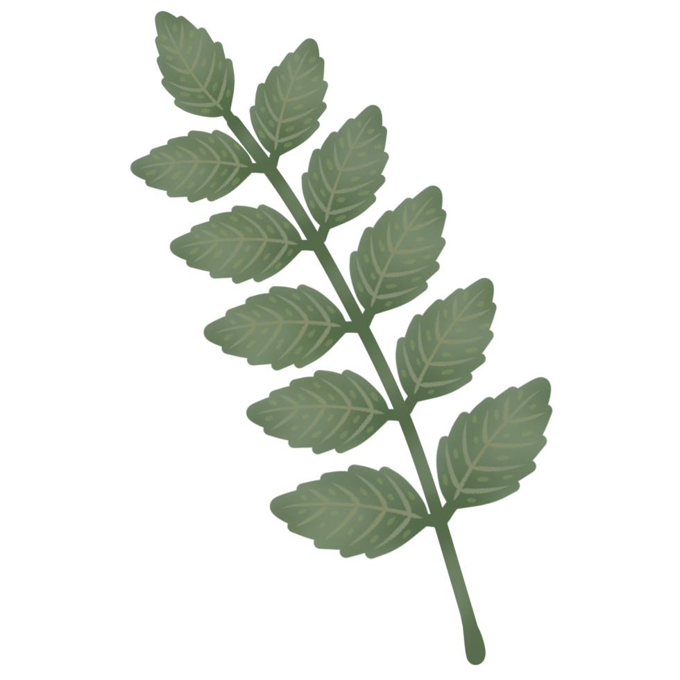 leaves change color in autumn 28538601 PNG leaves change color in autumn 28538601 PNG