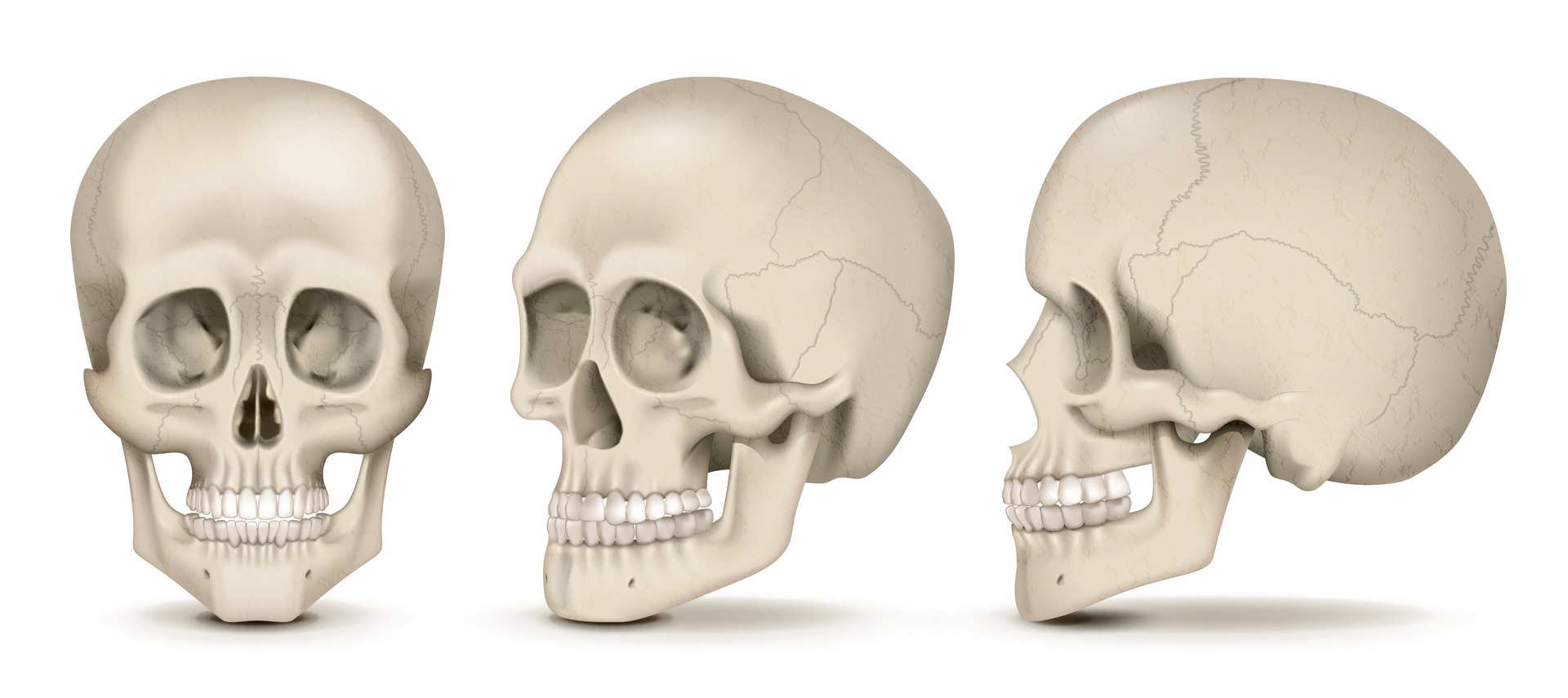 Realistic Skulls Set 28572978 Vector Art At Vecteezy