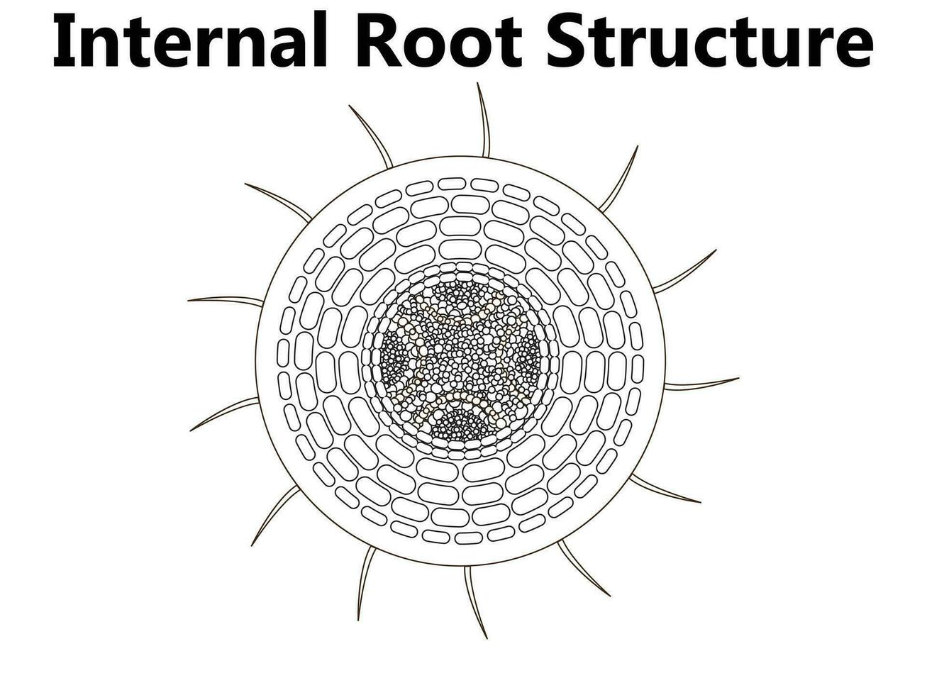 Plant anatomy with structure and internal side view parts outline ...