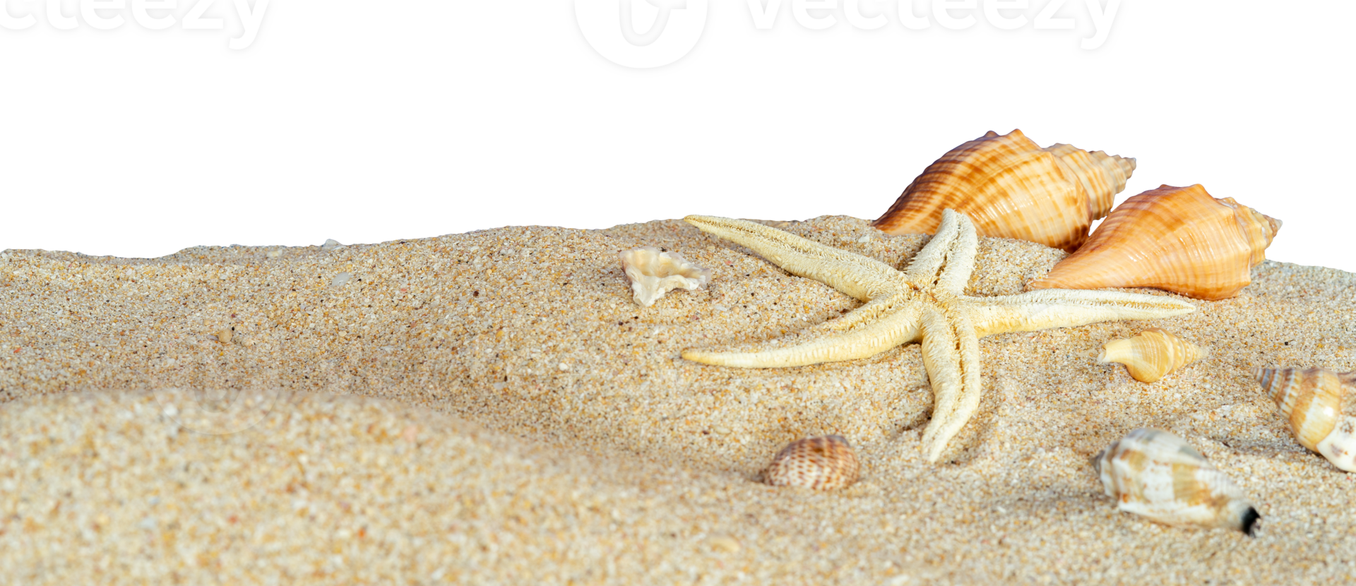 beach sand border with shell isolated 28597708 PNG