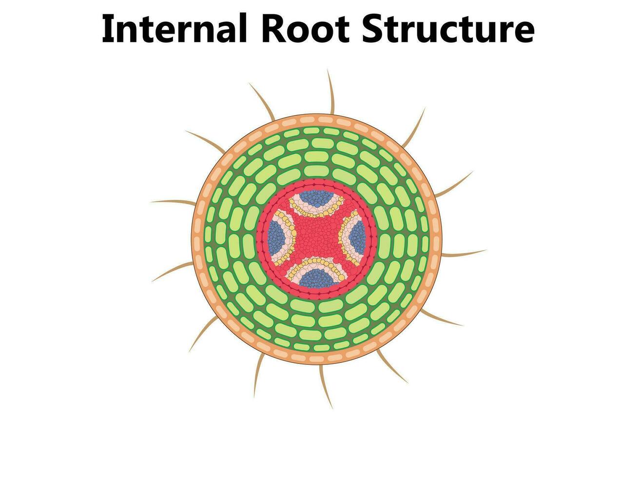 Internal Structure Of Root Of Anatomy Of Flowering Plants