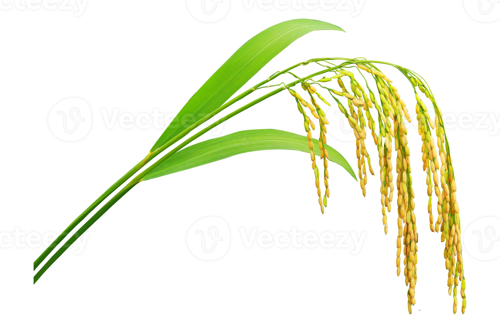 Paddy rice with green blade, Ears of paddy rice isolated on a transparent background, Bunch of ...