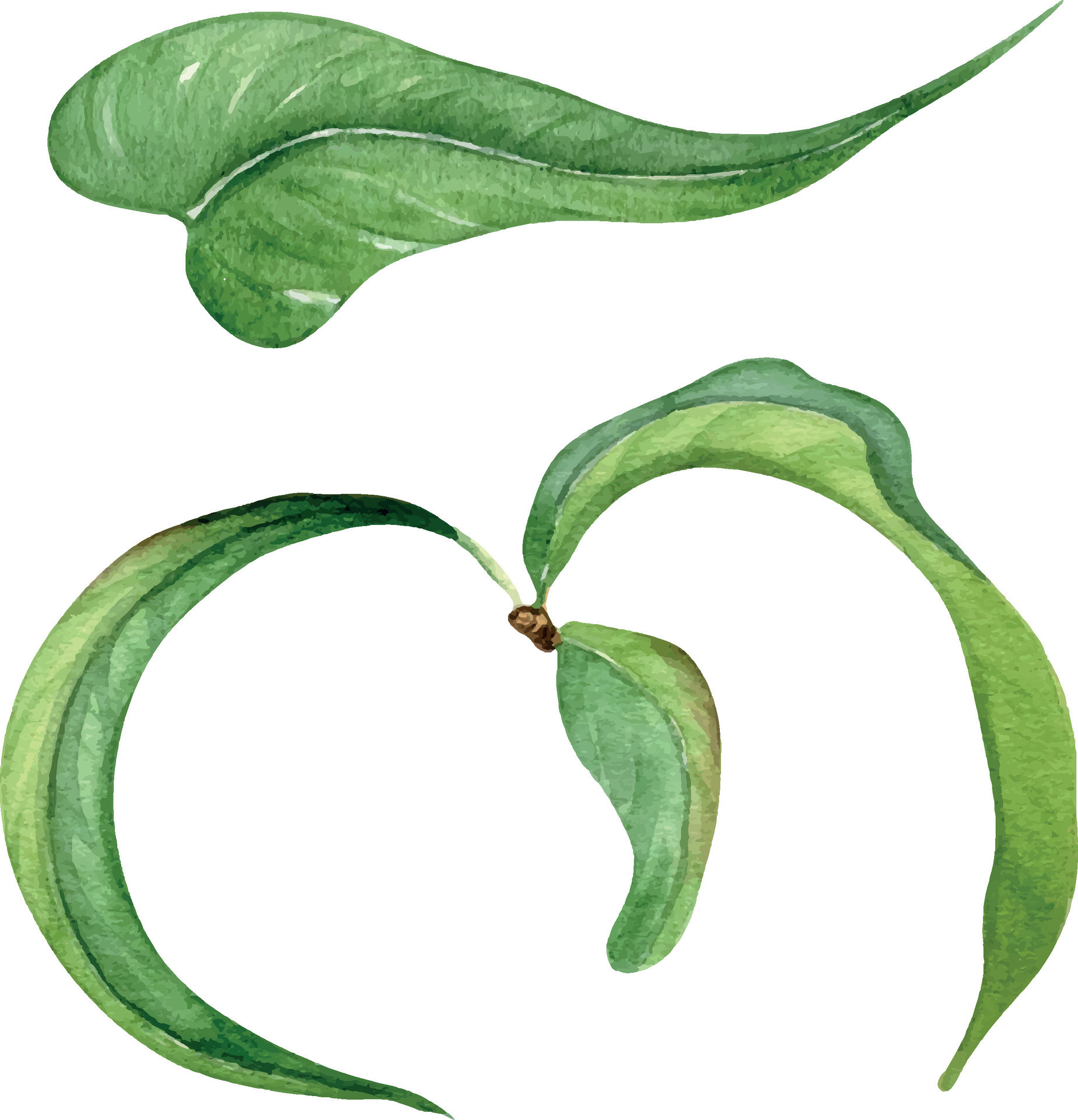 White Peach Tree Leaves