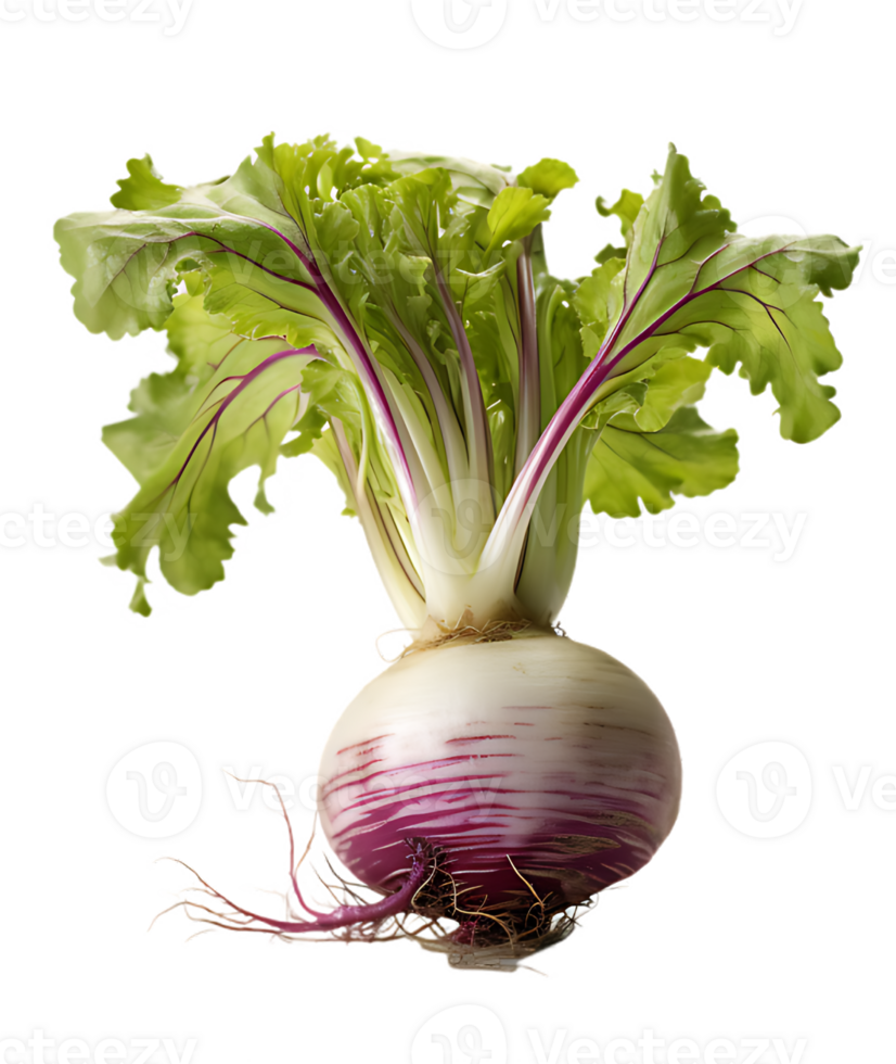 fresh turnip vegetable 28830118 PNG fresh turnip vegetable 28830118 PNG