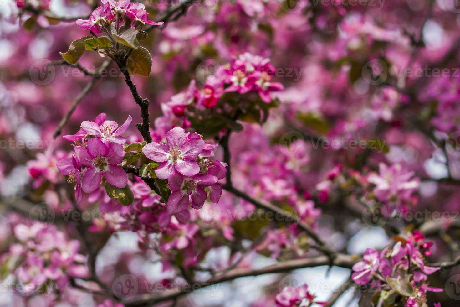 Apple tree in bloom, pink bright flowers. Spring flowering of the apple ...
