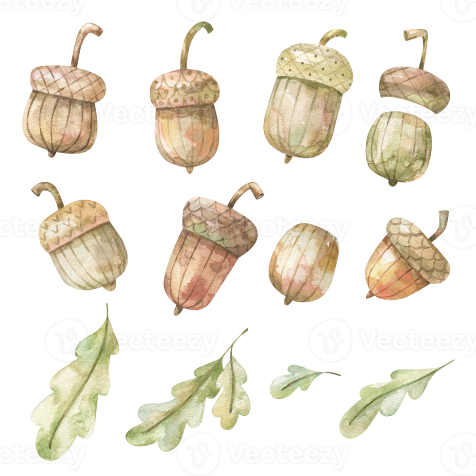 watercolor clipart with acorns. Oak leaves and acorns set. Illustrated ...