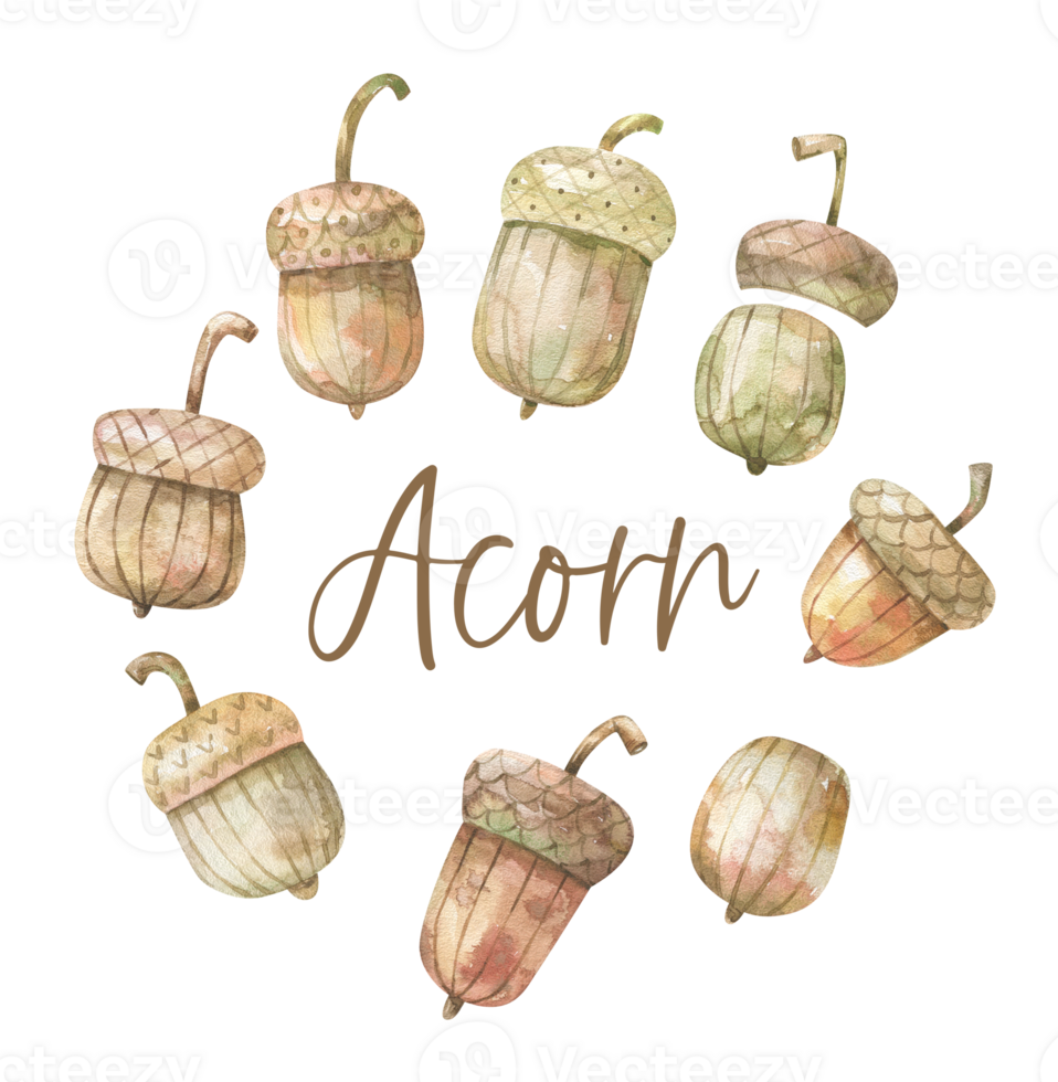 watercolor clipart with acorns. Oak leaves and acorns set. Illustrated ...