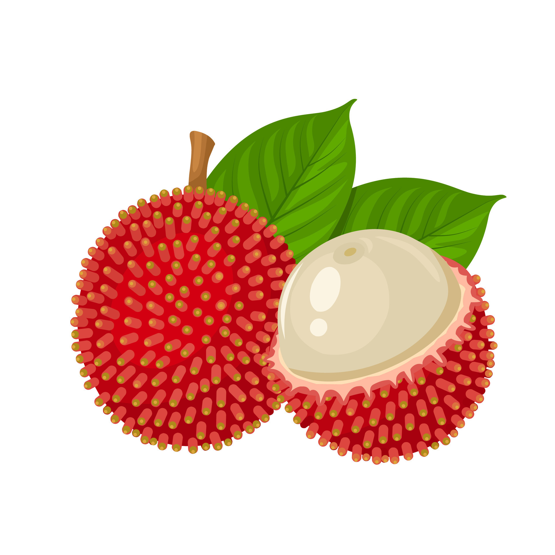 Vector illustration, pulasan fruit, scientific name Nephelium ramboutan, isolated on white ...