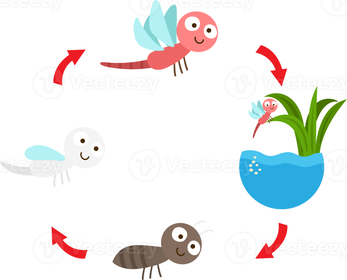 illustration life cycle dragonfly 29102111 PNG