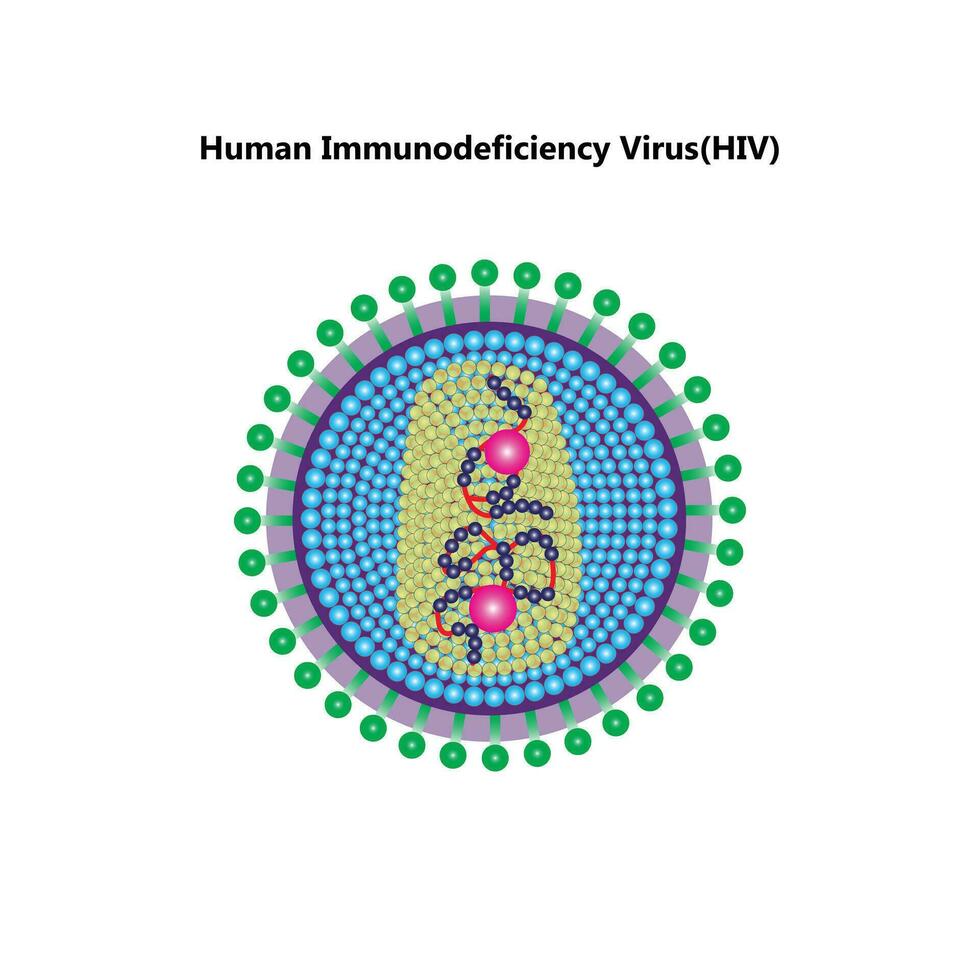Hiv Virus Structure Viral Infection Hiv Aids Sexually Transmitted