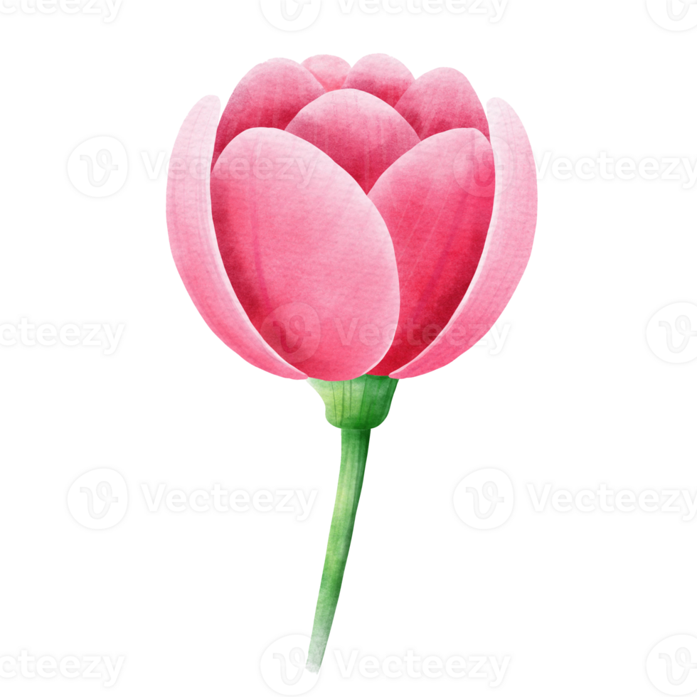 Watercolor and painting blossom pink tulip flower element. Digital ...