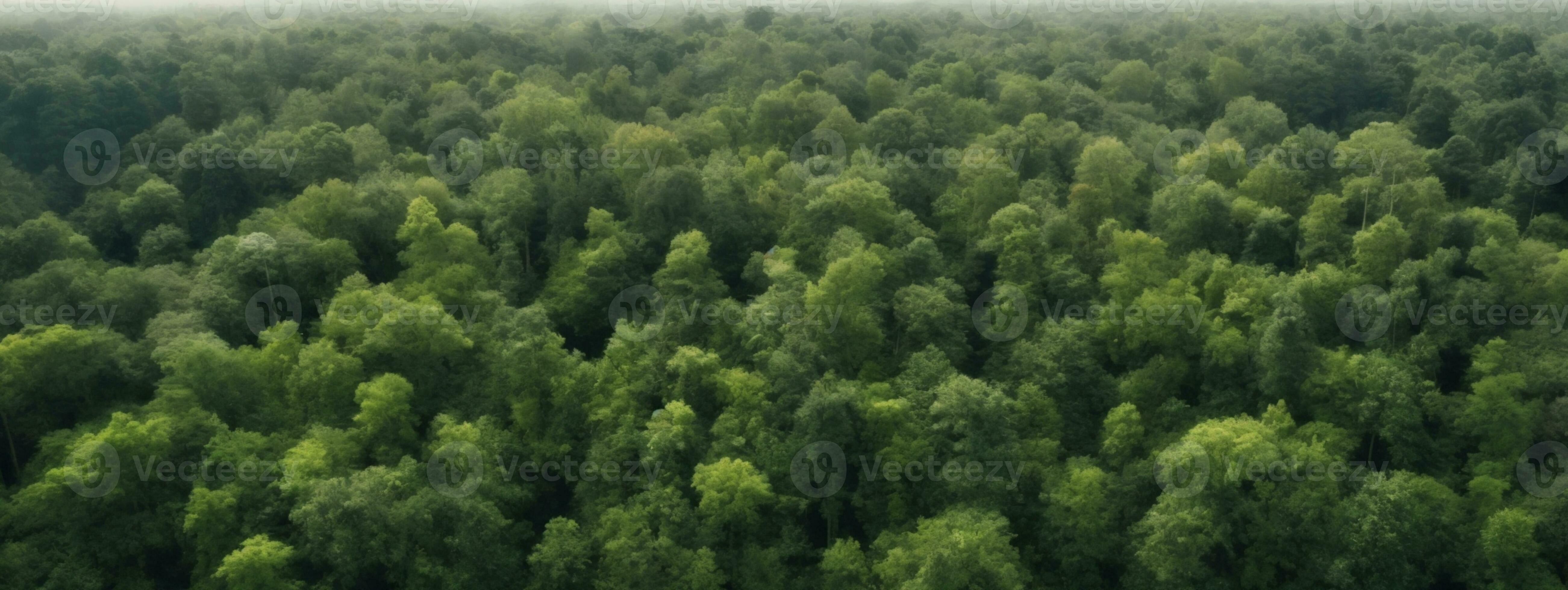 Forest and tree landscape texture abstract background, Aerial top view forest atmosphere area ...