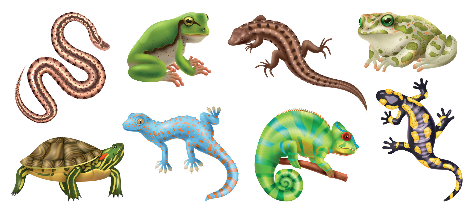 Realistic Reptiles Amphibians Animal Icon Set 29184744 Vector Art at ...
