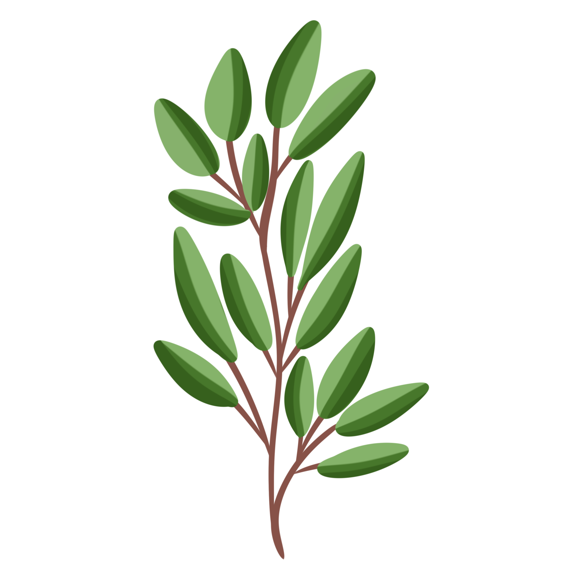 conjunto de hoja ilustración rama de planta. 29227240 PNG