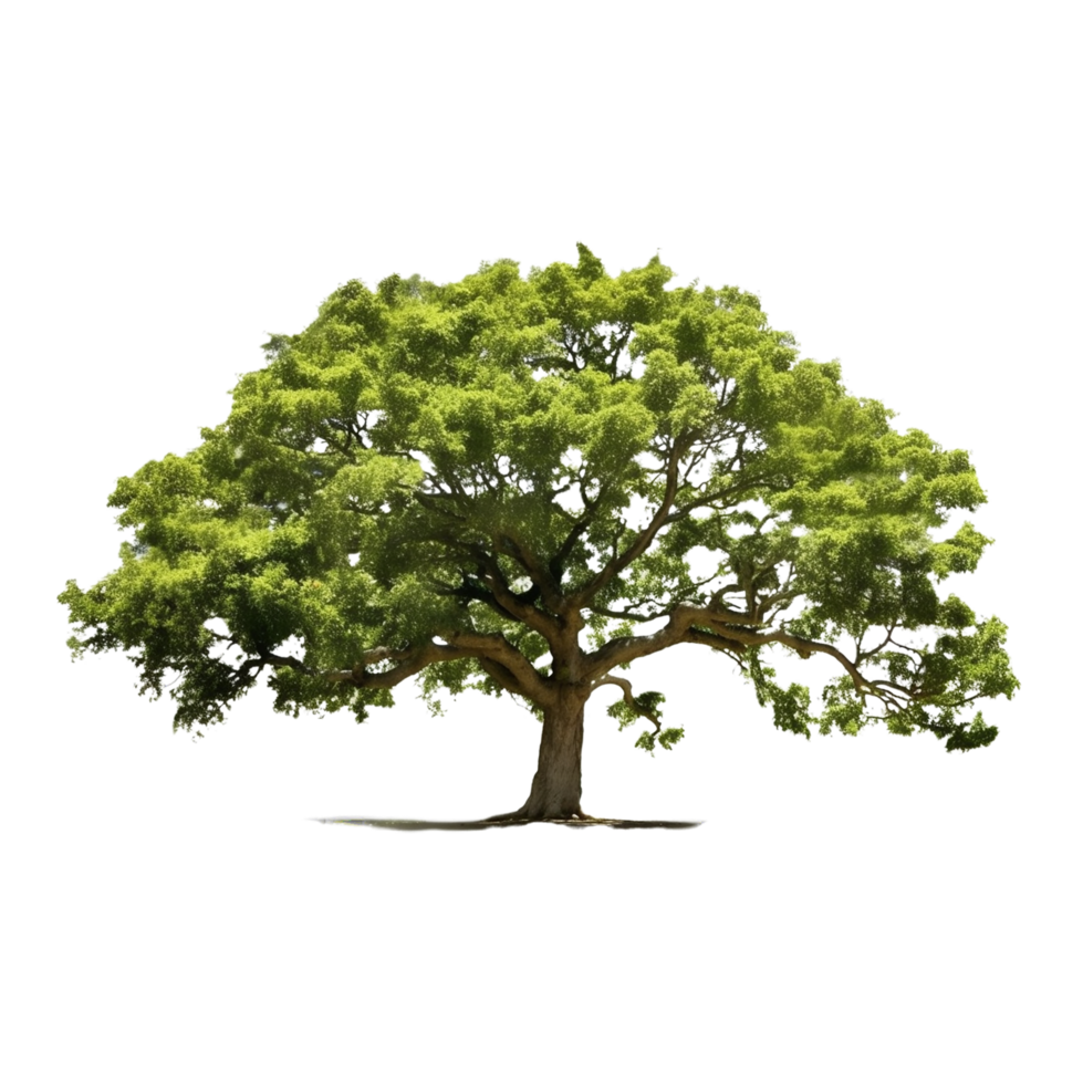 Big tree, Tree Png, Green Tree Png, Transparent Background, AI Generative 29283045 PNG