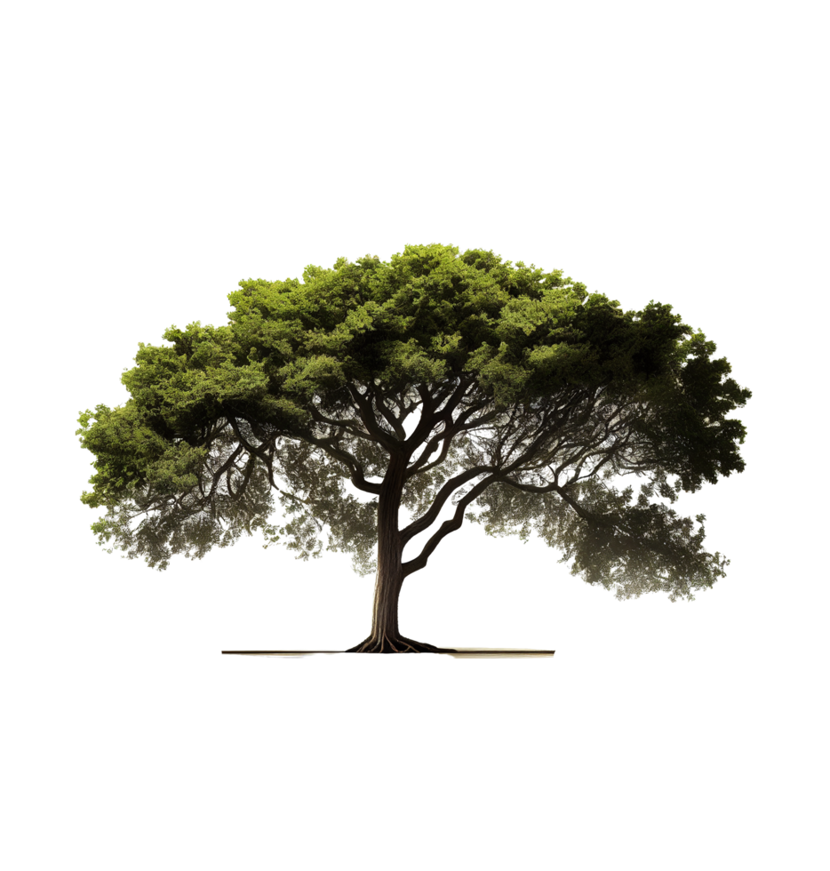 grande árbol, árbol png, verde árbol png, transparente fondo, ai generativo 29284094 PNG