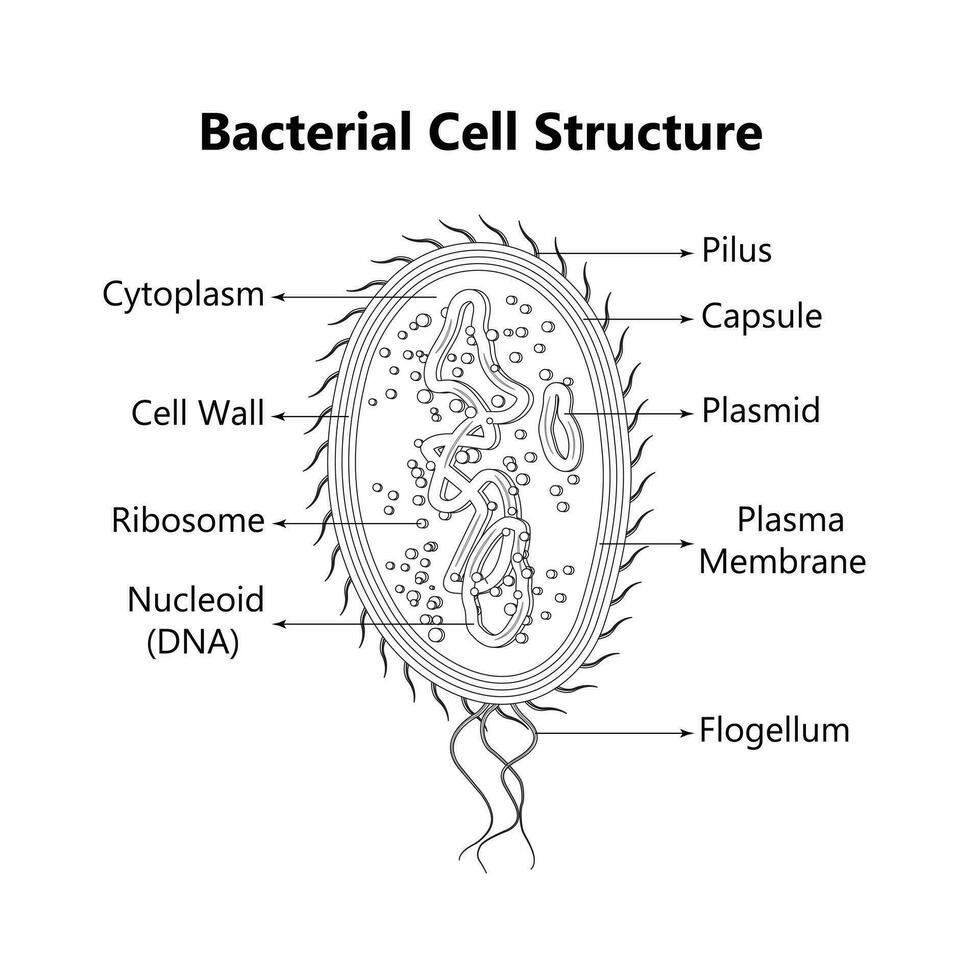 Bacterial cell anatomy labeling structures on a bacillus cell with ... Bacterial cell anatomy labeling structures on a bacillus cell with ...