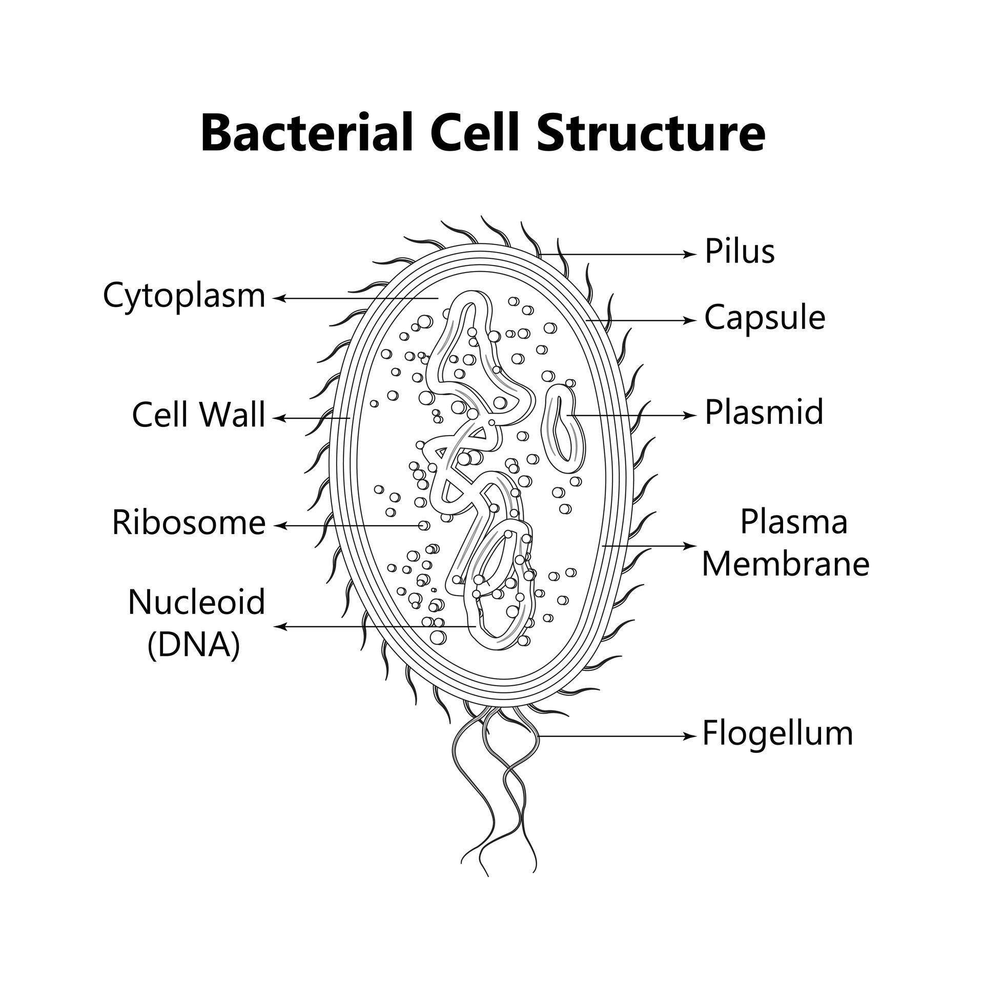 Bacterial cell anatomy labeling structures on a bacillus cell with ... Bacterial cell anatomy labeling structures on a bacillus cell with ...