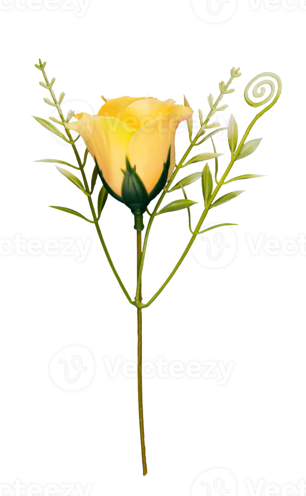Beautiful Yellow Rose Isolated Element 29327438 Png