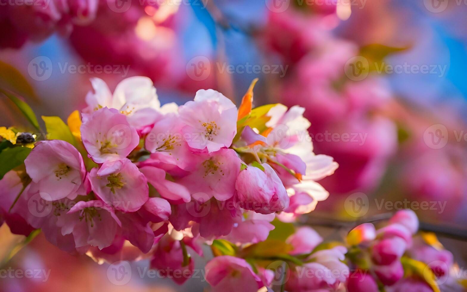 Blossoms of Spring, A Mesmerizing Portrait of a Flourishing Cherry ...