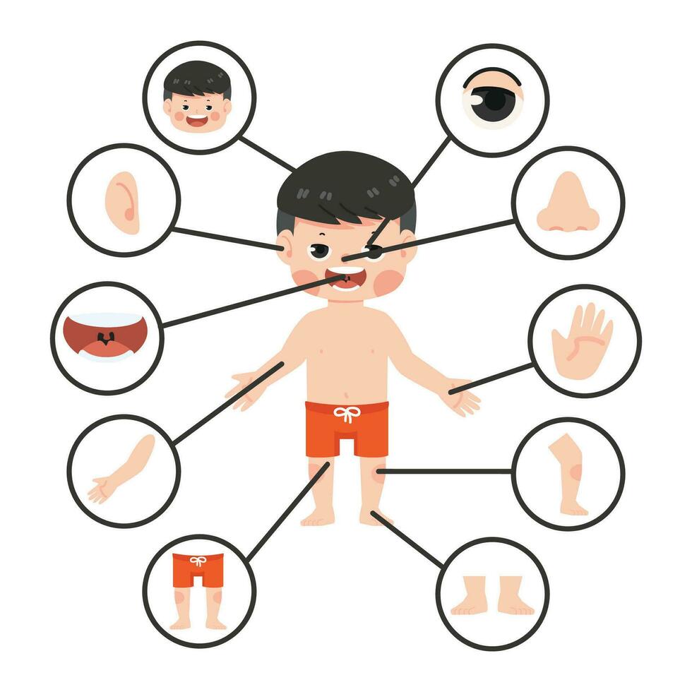 Cute Boy Human Body Parts 29360633 Vector Art At Vecteezy cute-boy-human-body-parts-29360633-vector-art-at-vecteezy