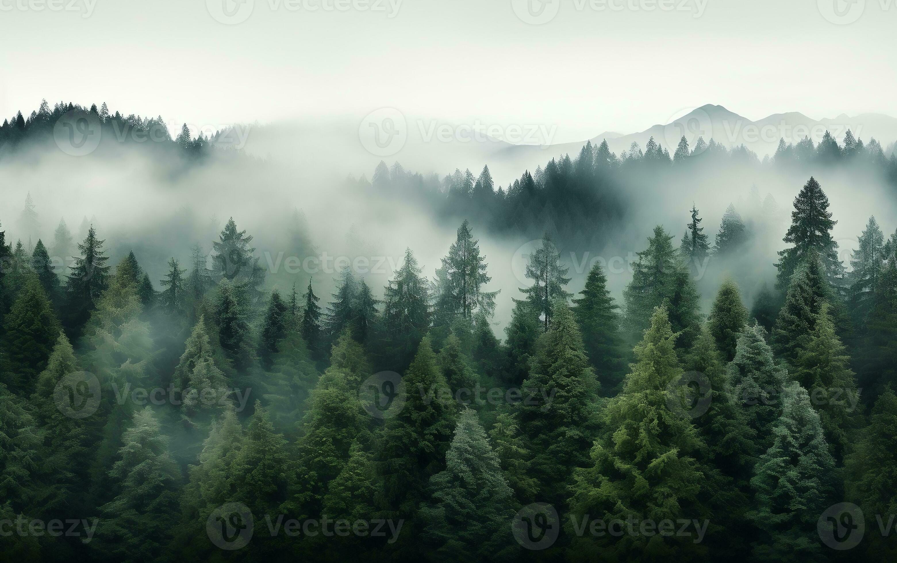 Evergreen forest background with the tops of tall trees, Generative Ai 29504965 Stock Photo at ...