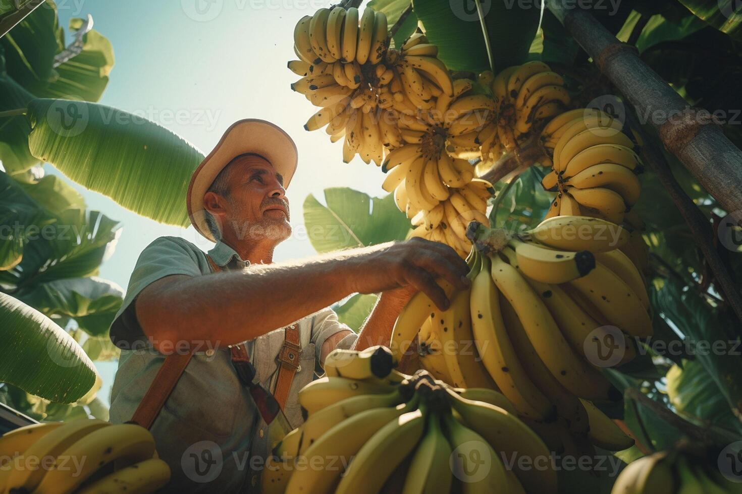 Farmer Working In A Banana Plantation Harvesting Of Ripe Bananas Ai