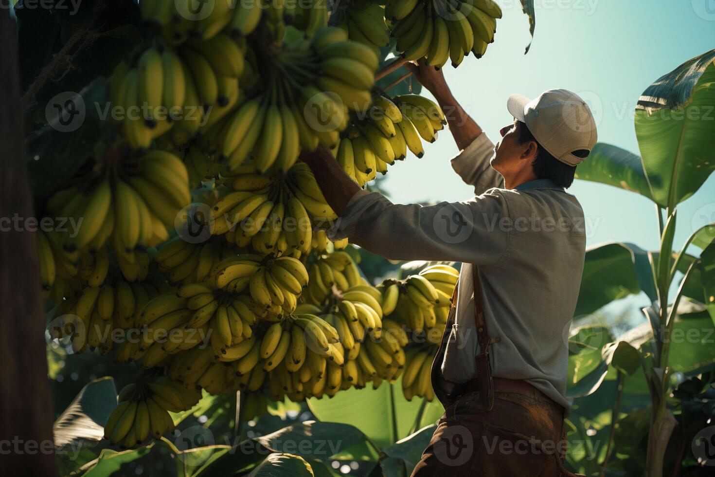Farmer Working In A Banana Plantation Harvesting Of Ripe Bananas Ai