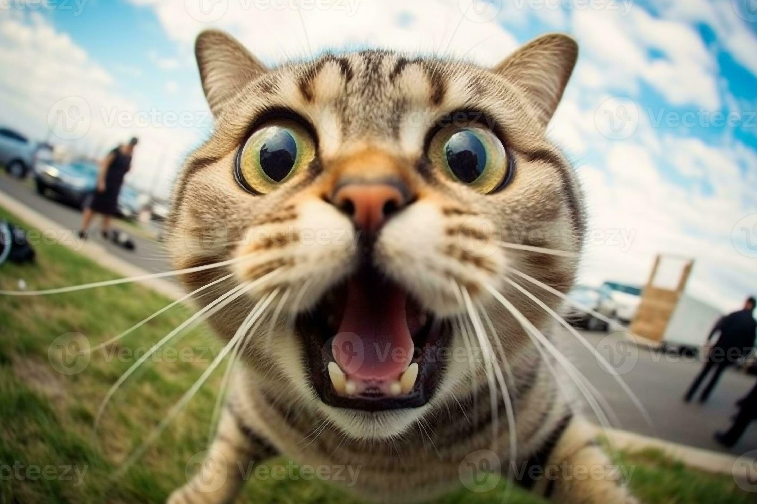 Funny Cat Faces