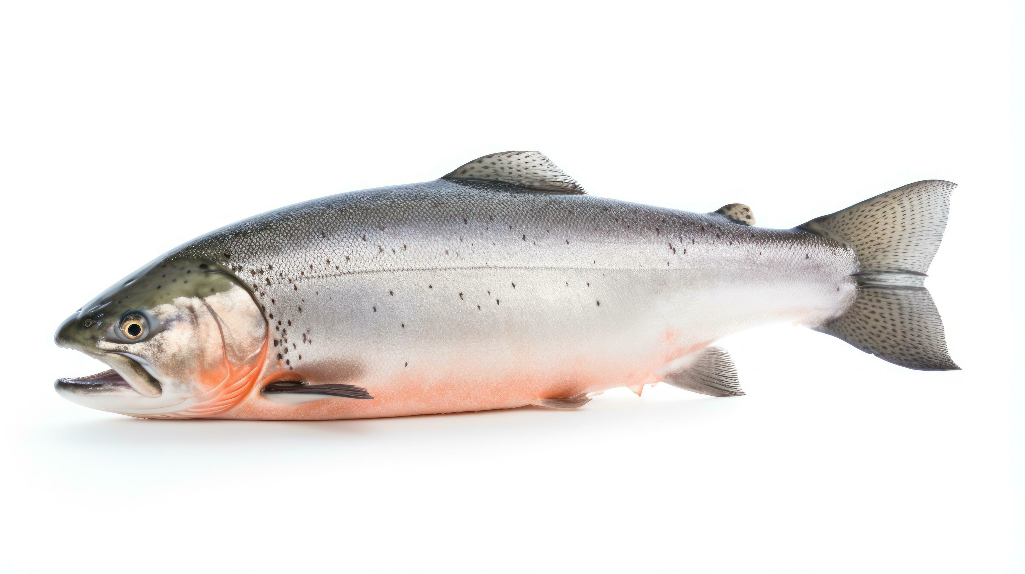Salmon fish isolated 29563189 Stock Photo at Vecteezy