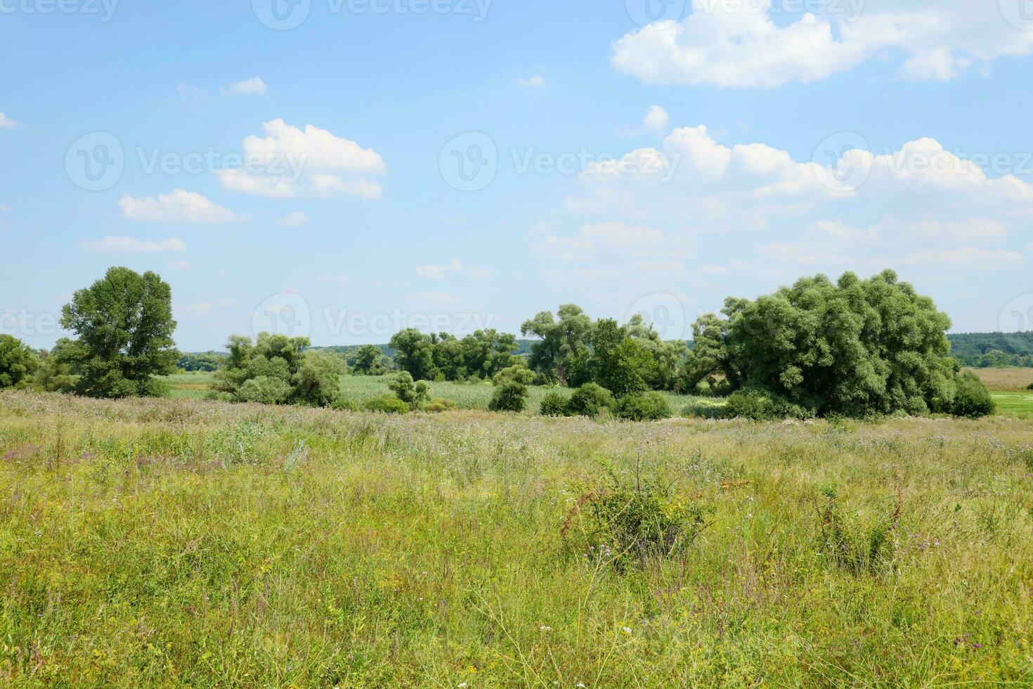 Sunny spring morning on meadow with trees 29613178 Stock Photo at Vecteezy