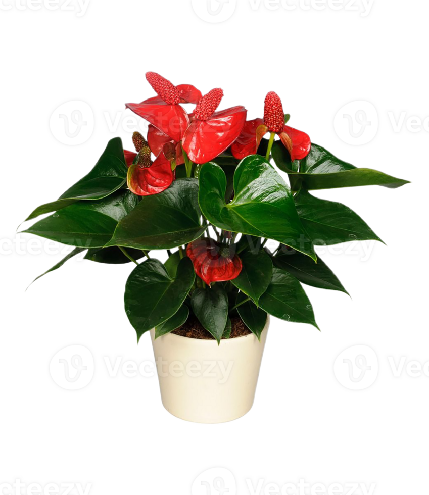 Anthurium Blume png transparent Hintergrund 29711103 PNG Anthurium Blume png transparent Hintergrund 29711103 PNG