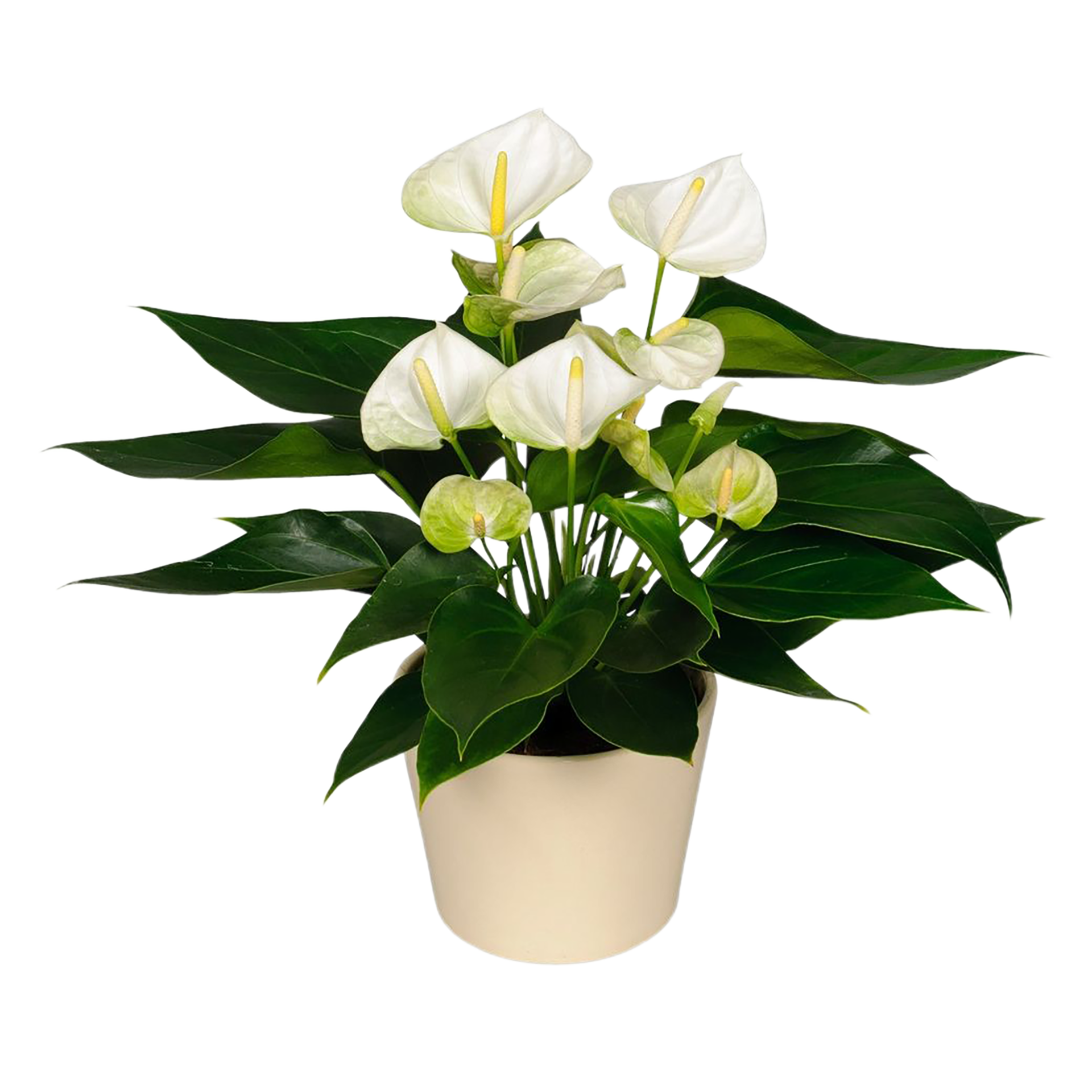 Anthurium Blume png transparent Hintergrund 29711278 PNG Anthurium Blume png transparent Hintergrund 29711278 PNG
