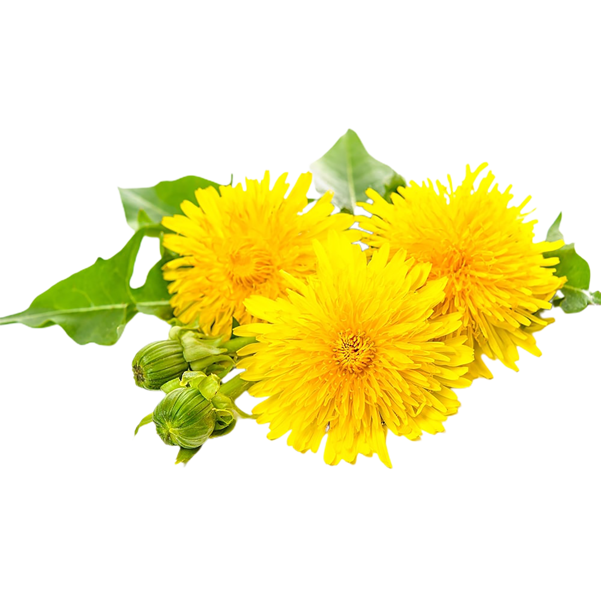 dandelion flower png transparent background 29711279 PNG dandelion flower png transparent background 29711279 PNG