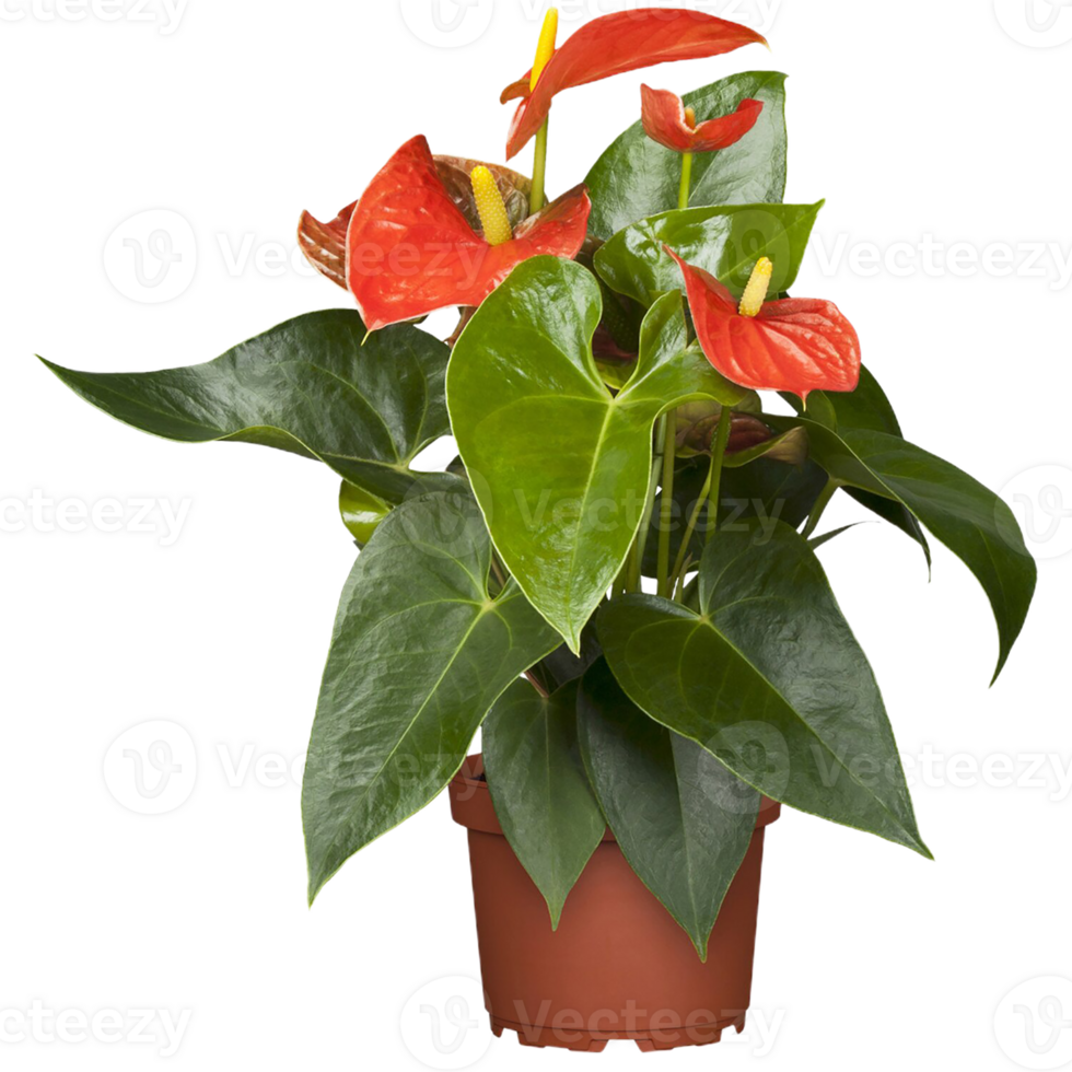 Anthurium Blume png transparent Hintergrund 29711305 PNG Anthurium Blume png transparent Hintergrund 29711305 PNG