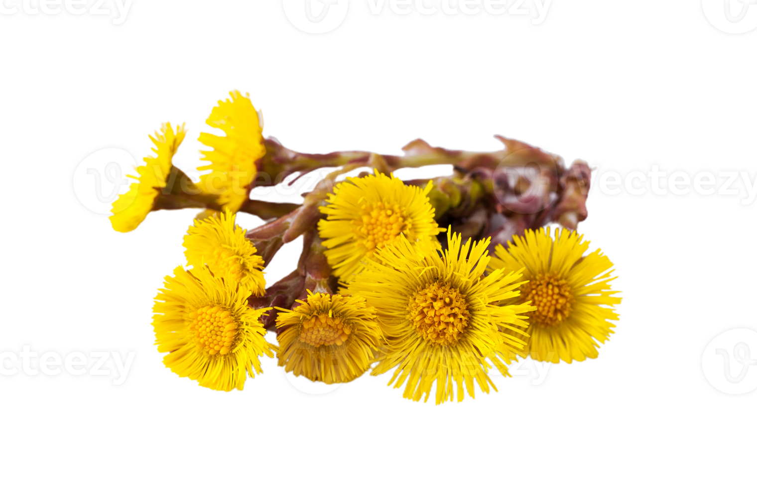 Dandelion Flower Png Transparent Background 29721566 PNG, 55% OFF Dandelion Flower Png Transparent Background 29721566 PNG, 55% OFF