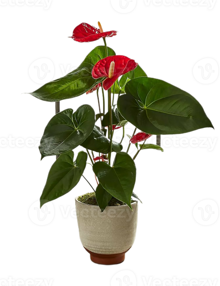 Anthurium Blume png transparent Hintergrund 29711689 PNG Anthurium Blume png transparent Hintergrund 29711689 PNG
