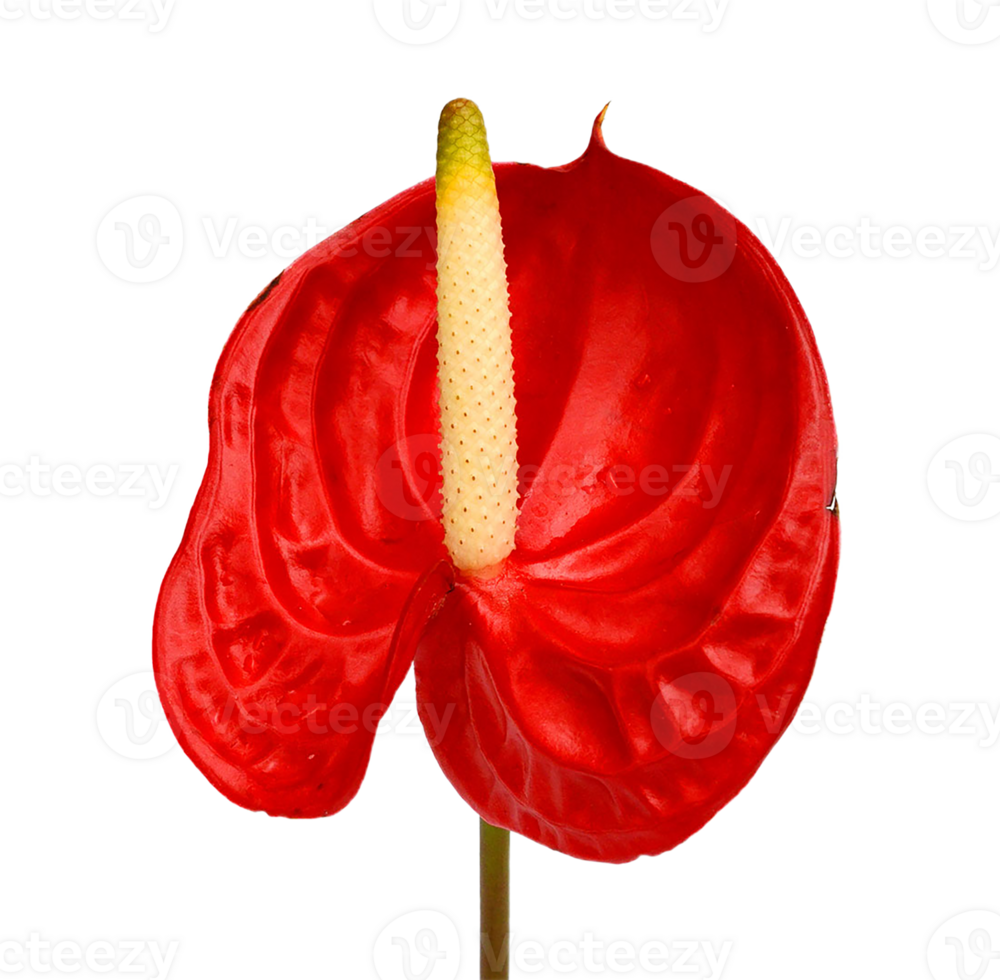 Anthurium Blume png transparent Hintergrund 29711718 PNG Anthurium Blume png transparent Hintergrund 29711718 PNG