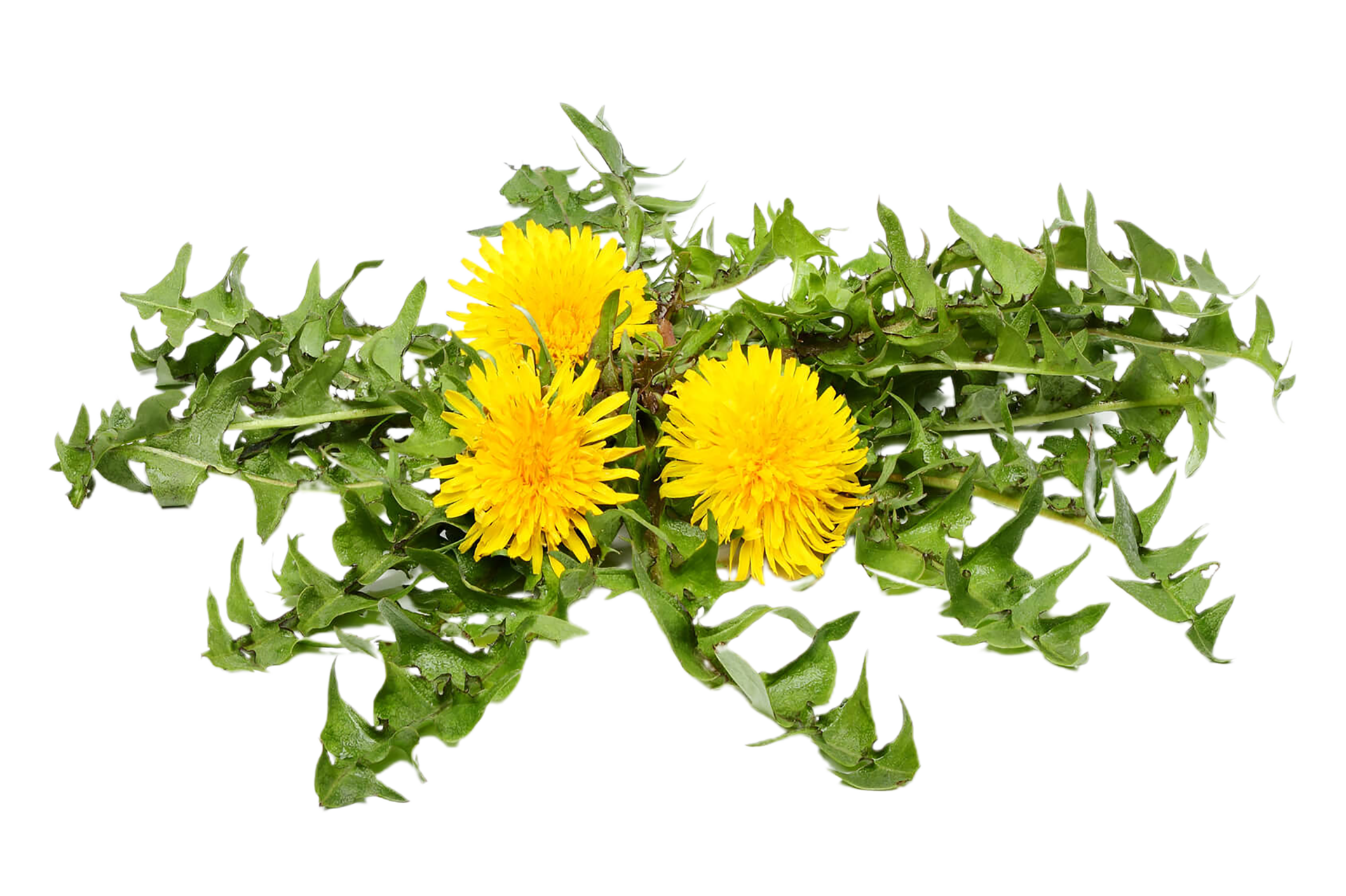 dandelion flower png transparent background 29713579 PNG dandelion flower png transparent background 29713579 PNG