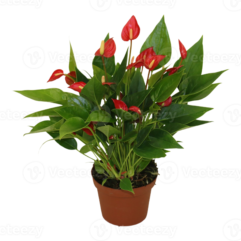 Anthurium Blume png transparent Hintergrund 29713983 PNG Anthurium Blume png transparent Hintergrund 29713983 PNG