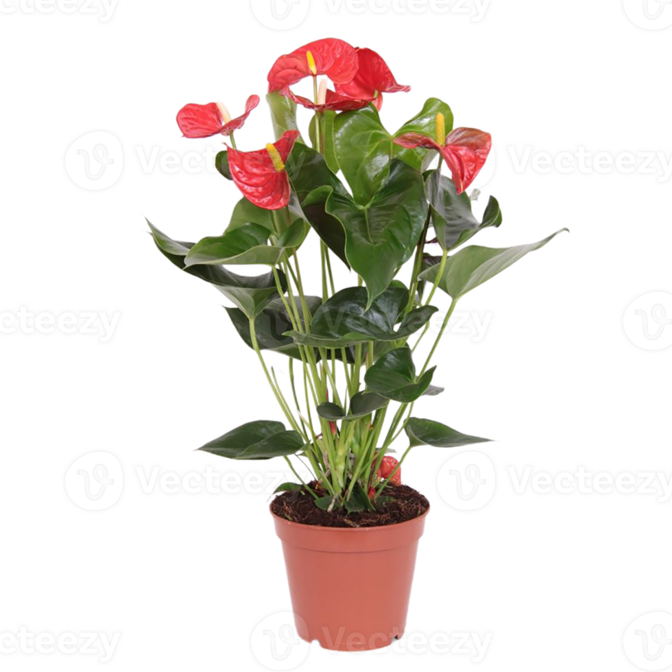 Anthurium Blume png transparent Hintergrund 29719640 PNG Anthurium Blume png transparent Hintergrund 29719640 PNG