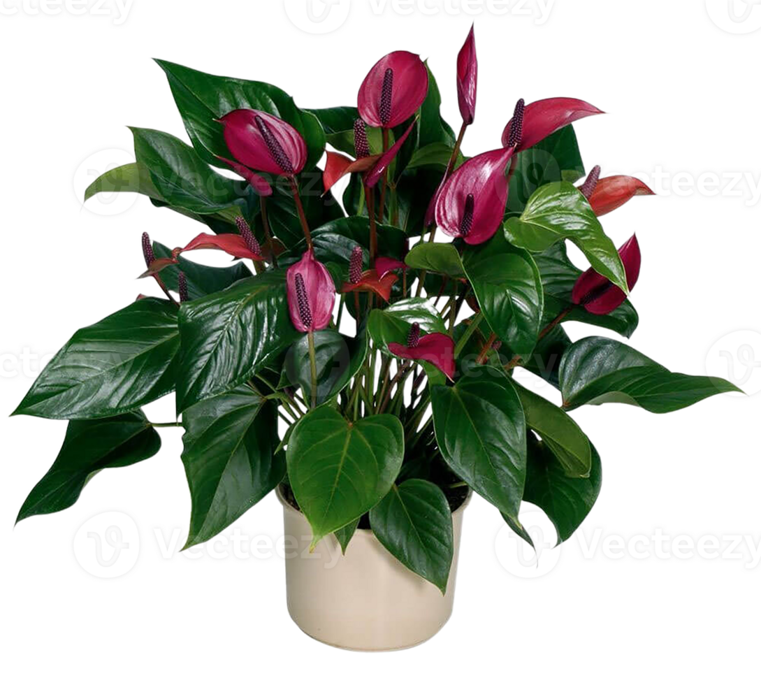 Anthurium Blume png transparent Hintergrund 29719730 PNG Anthurium Blume png transparent Hintergrund 29719730 PNG