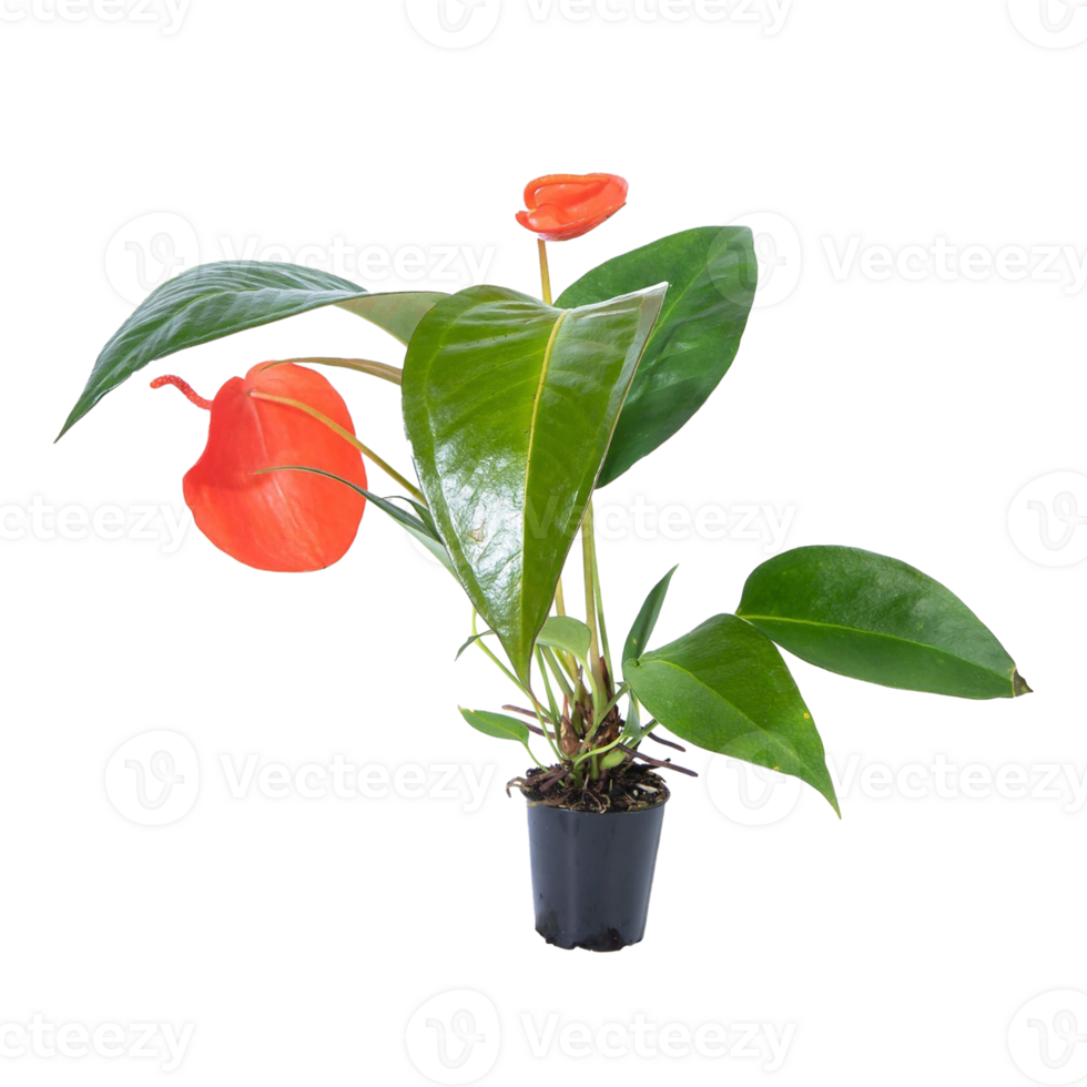 Anthurium Blume png transparent Hintergrund 29719904 PNG Anthurium Blume png transparent Hintergrund 29719904 PNG