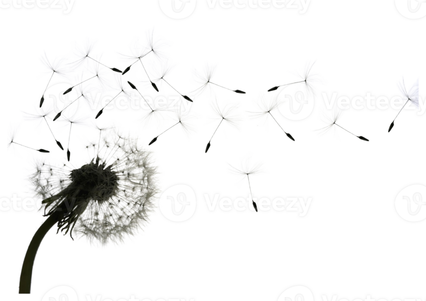 dandelion flower png transparent background 29719988 PNG dandelion flower png transparent background 29719988 PNG